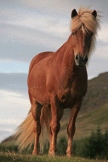 Islandpferde | Pferderassen