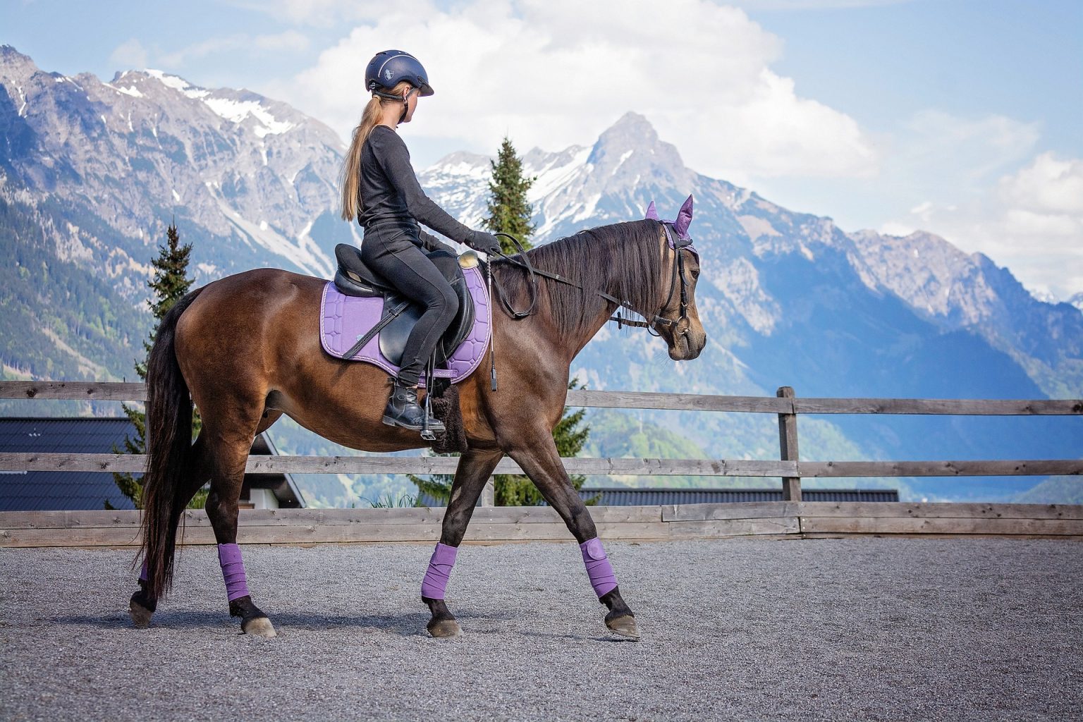 Der Aufbau einer Reitstunde - Wie läuft die 1. Reitstunde ab? - reiten ...
