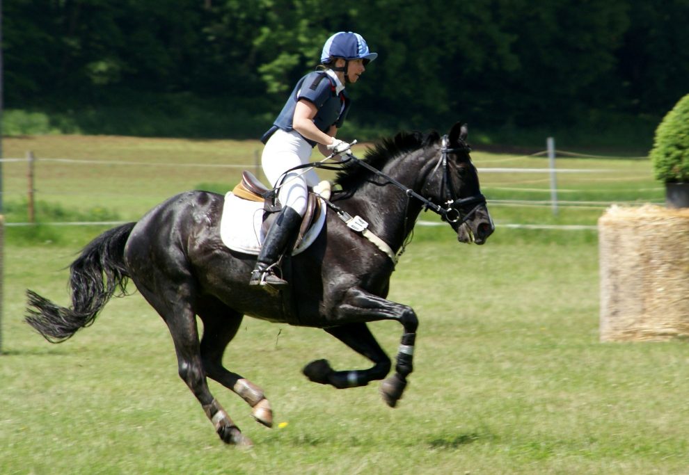 Dressurreiten - reiten-lernen.org