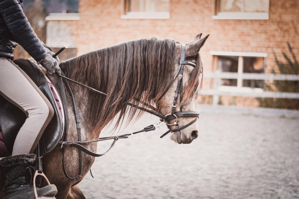 Die richtige Reitschule finden - Reiten lernen mit Profis - reiten ...