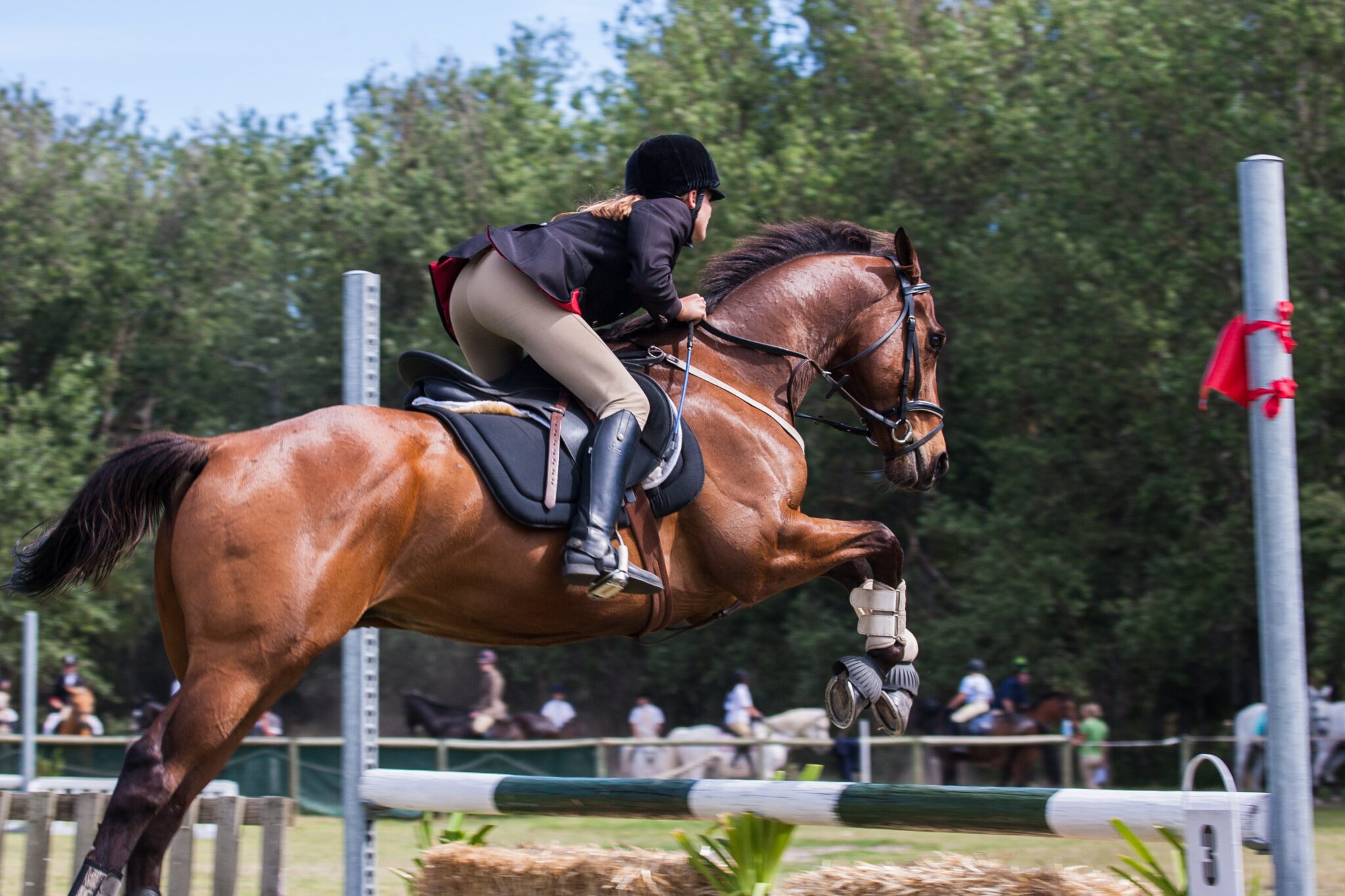 Disziplin Springen und die Dynamik im Pferdesport - reiten-lernen.org 2026